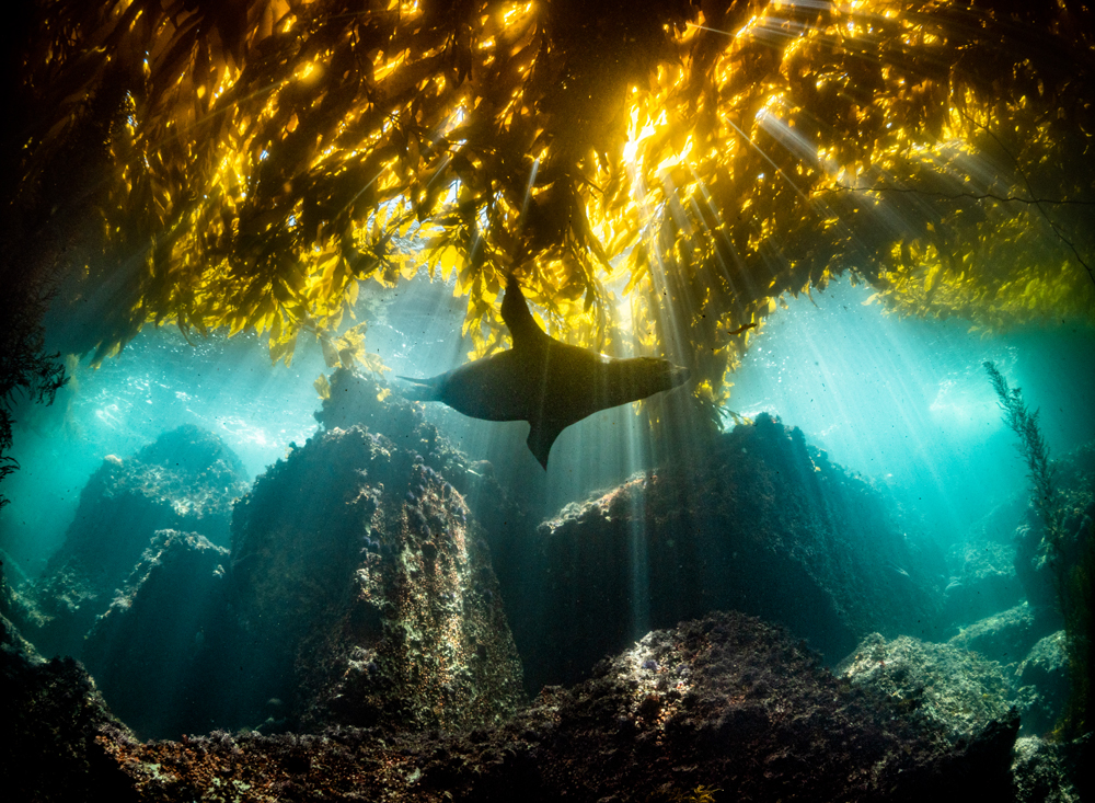 Global Dive Team - Patrick Webster - SCUBAPRO